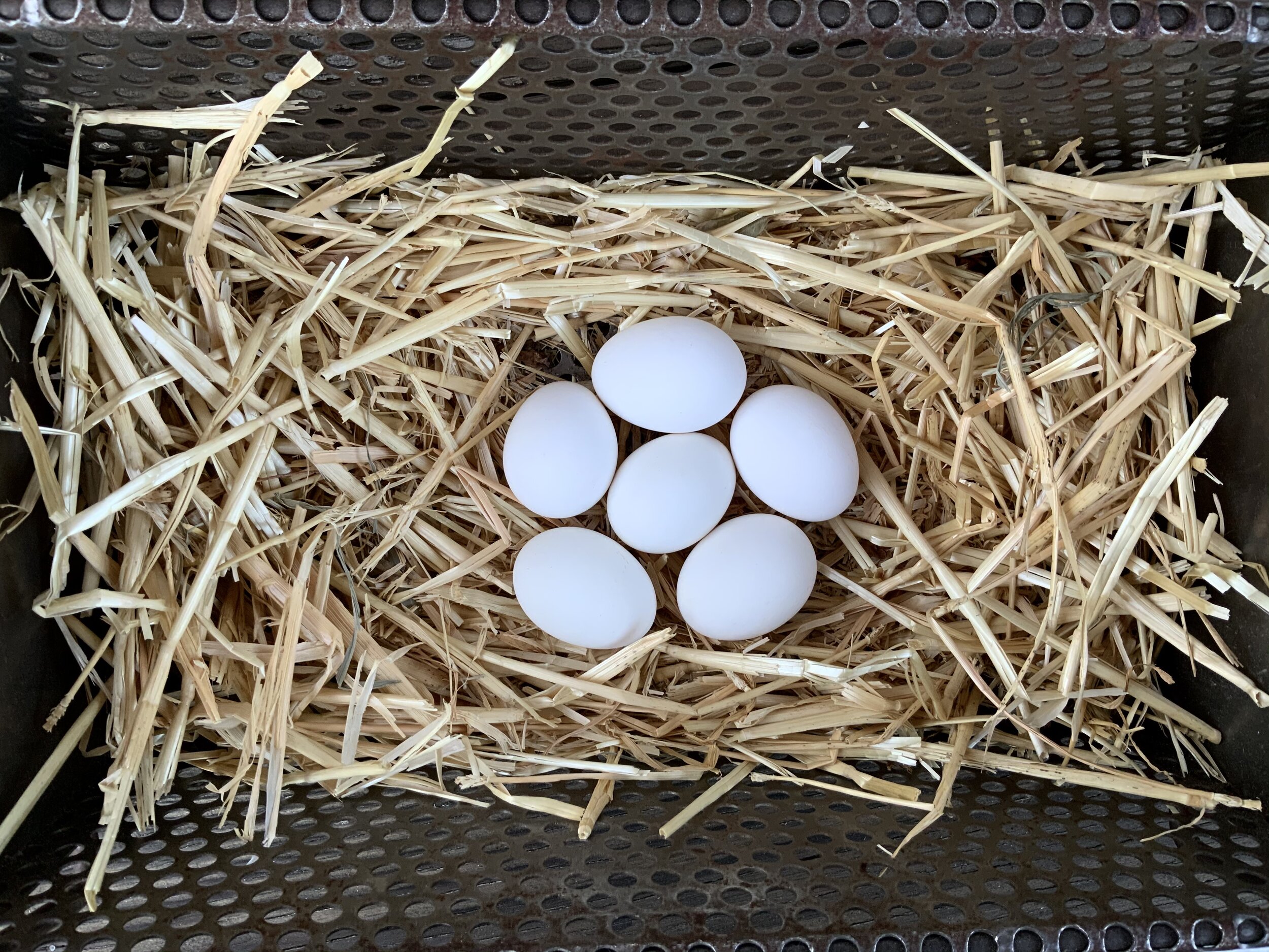 White Chicken Egg Hatching