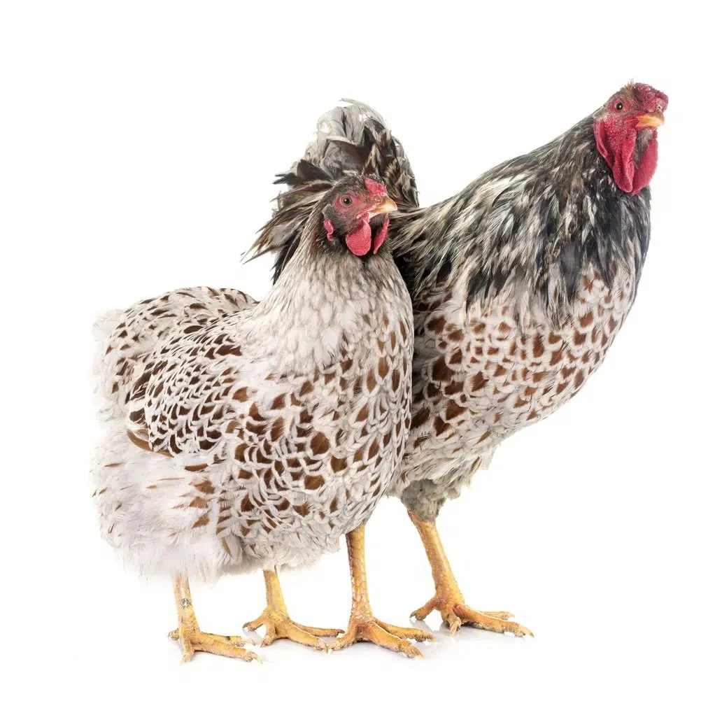 Blue Laced Red Wyandotte