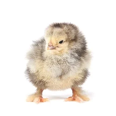 Light Brahma Chickens