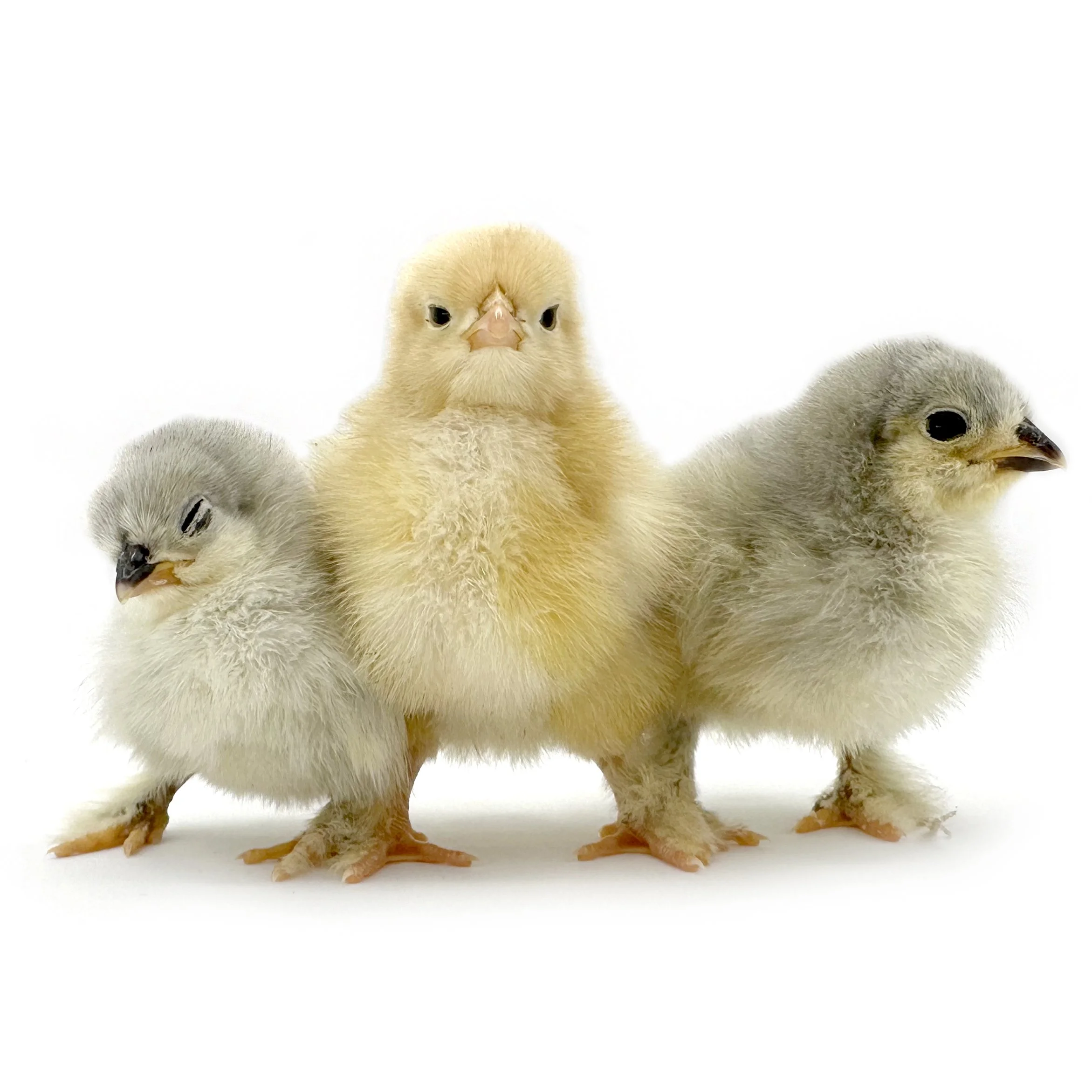 White Cochin Chicks