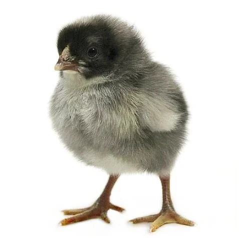 Blue Copper Maran Chickens