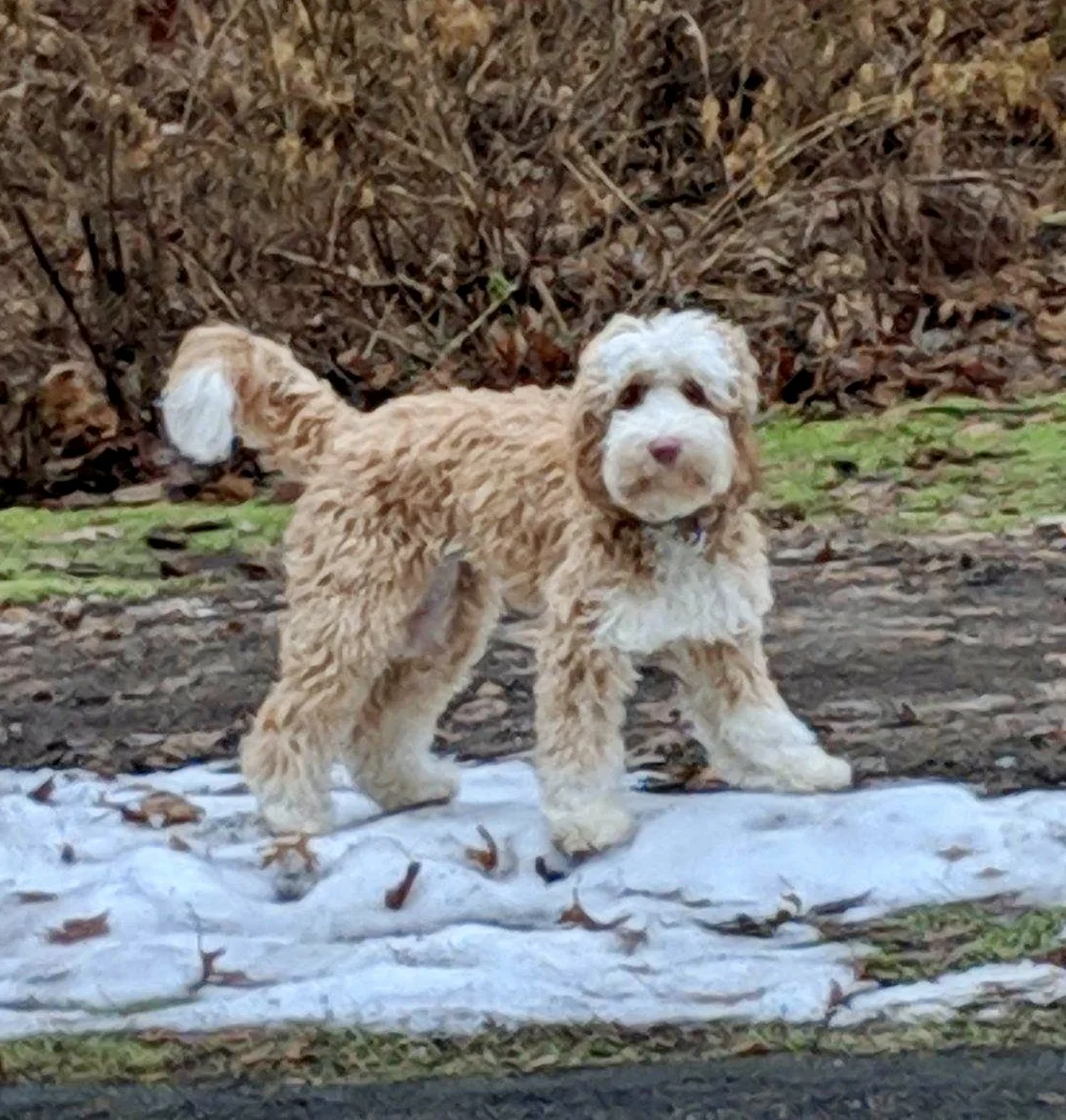 Puppies we use for breeding — Monarch Australian Labradoodles