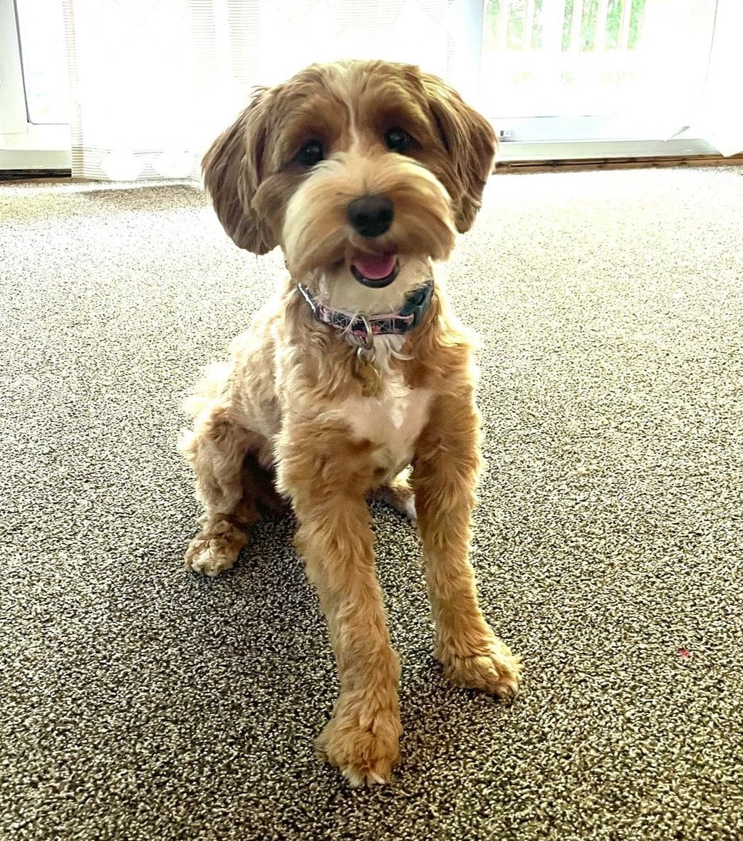 Apricot And White Labradoodle