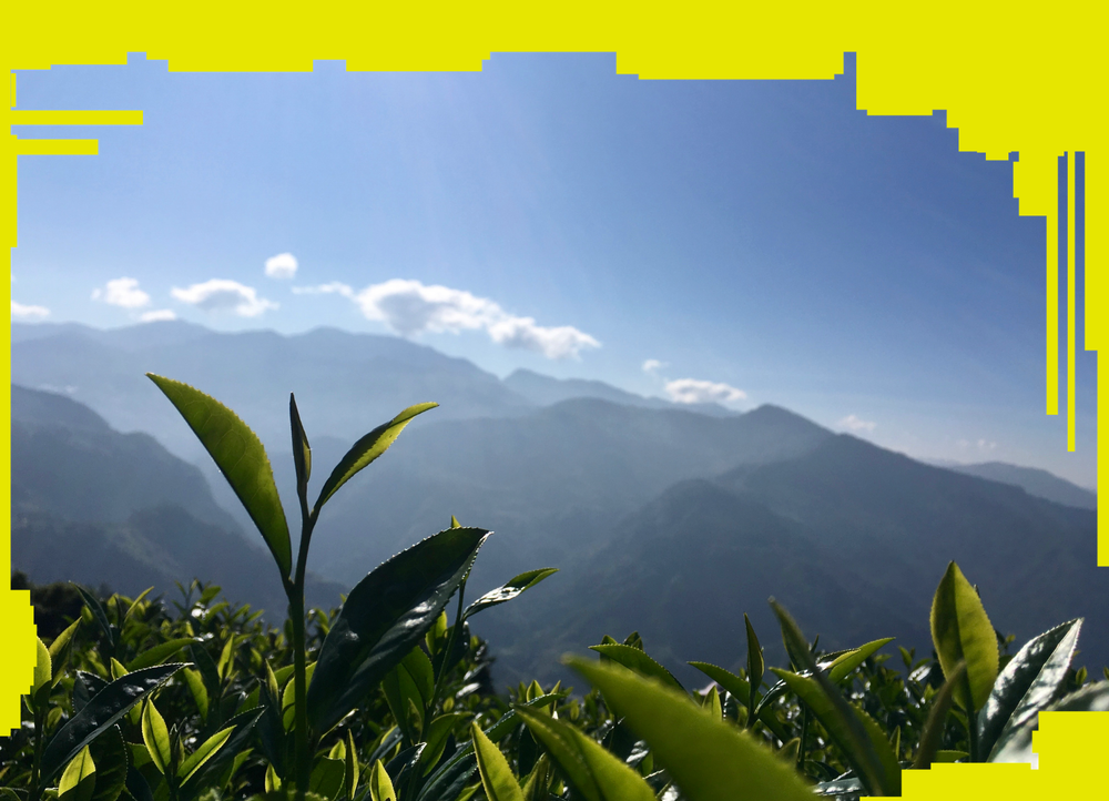 BANGtea | High-end Taiwanese Oolongs.