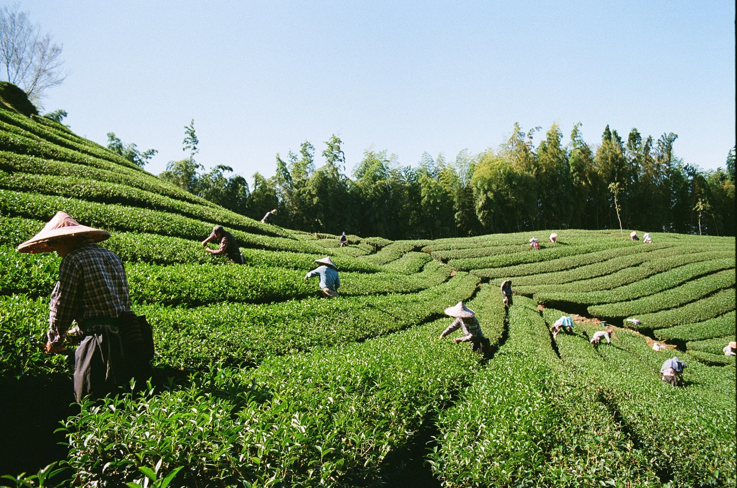 News — BANGtea