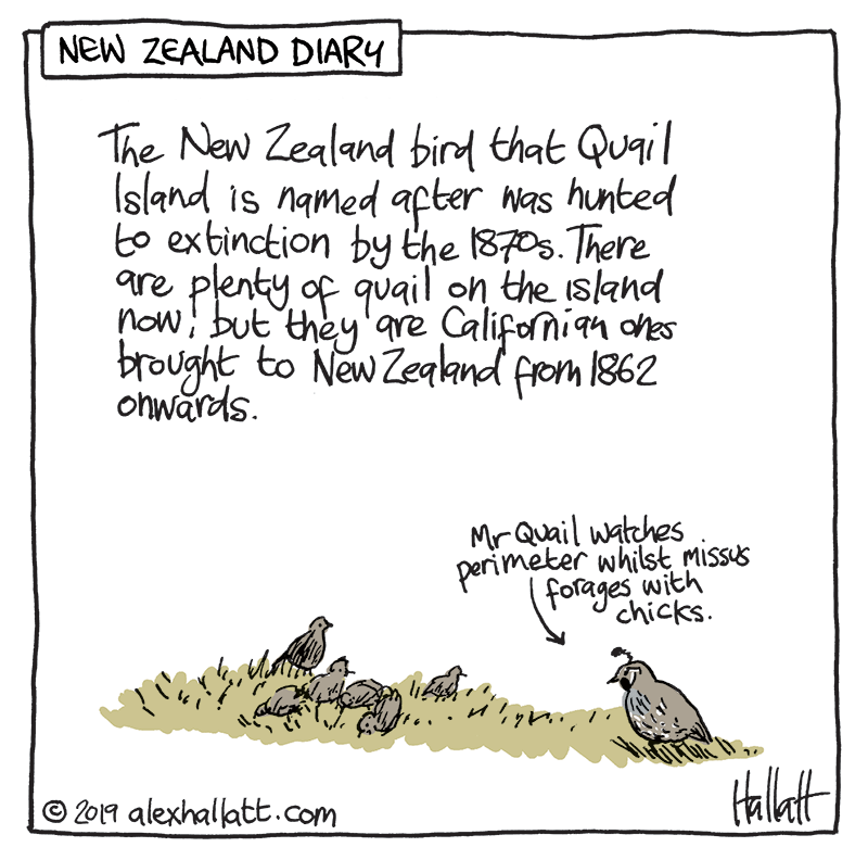 Living in New Zealand: Taking a Trip to Otamahua Hut on Quail Island ...