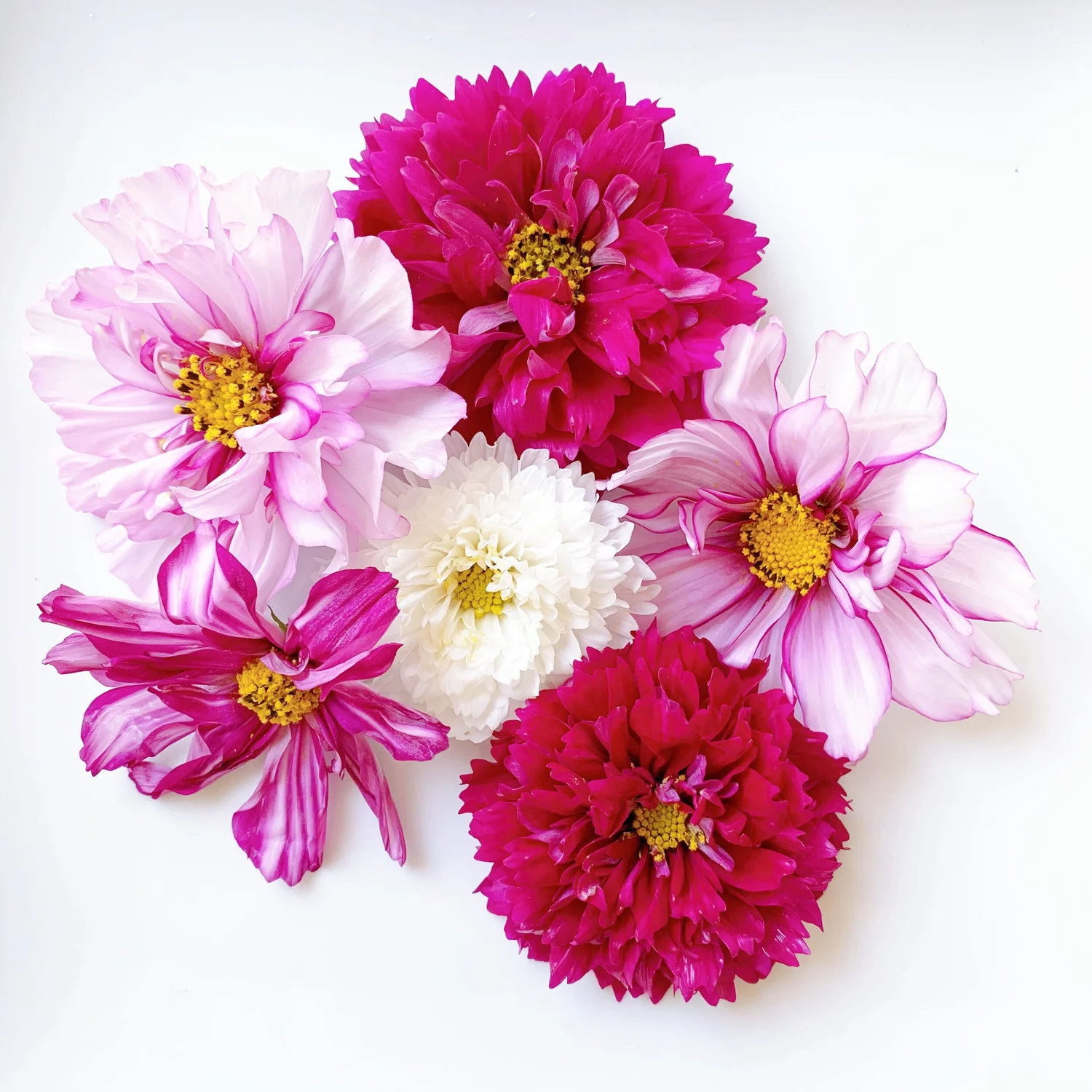 That Cheese Plate's Guide to Edible Flowers — THAT CHEESE PLATE