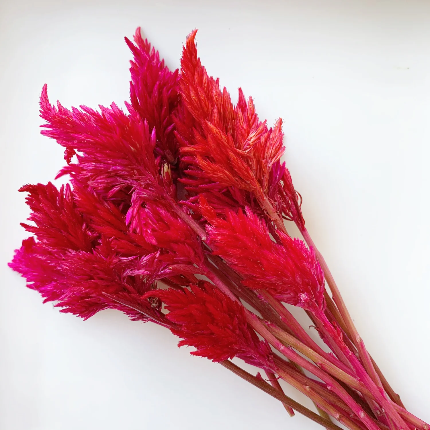 That Cheese Plate's Guide to Edible Flowers — THAT CHEESE PLATE