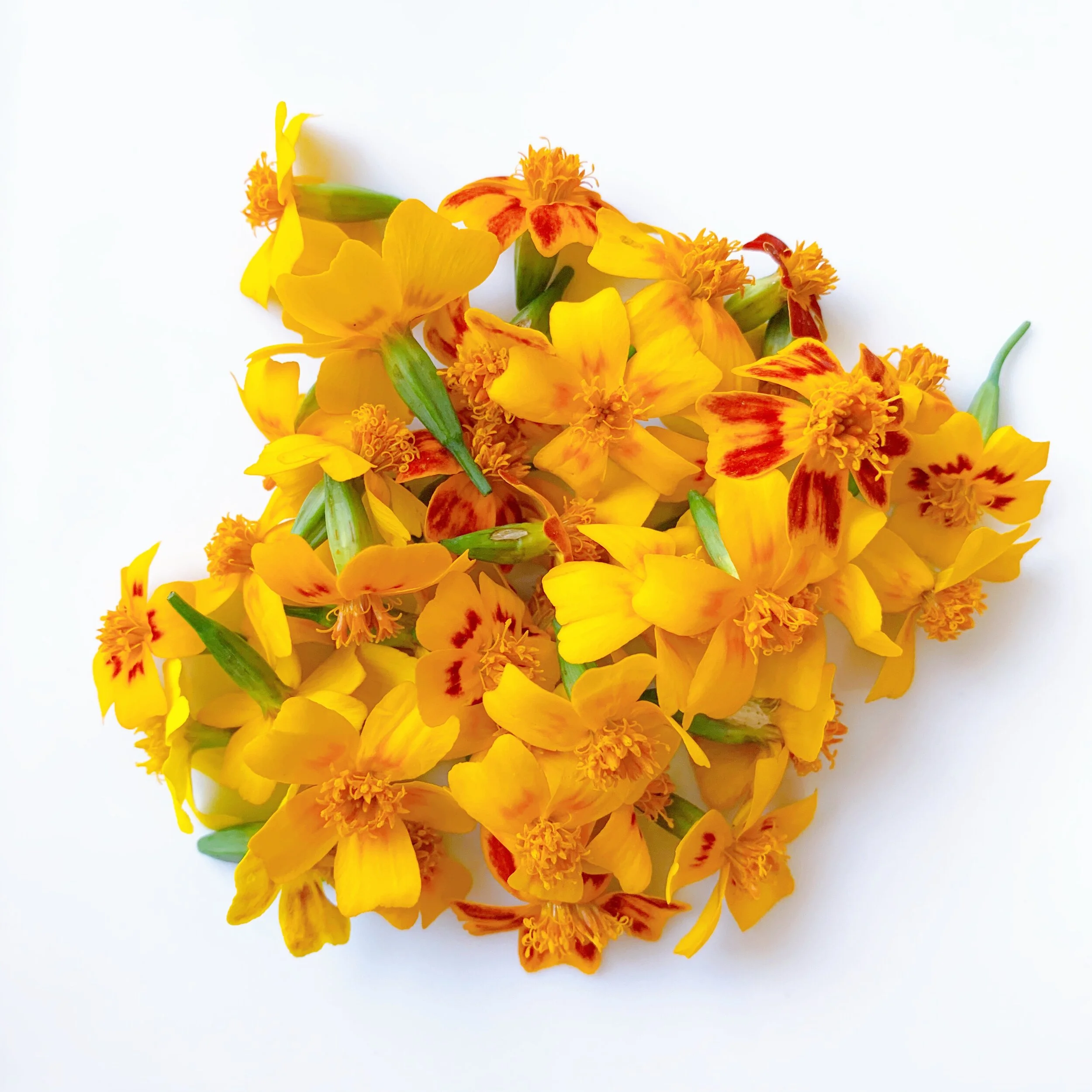 That Cheese Plate's Guide to Edible Flowers — THAT CHEESE PLATE