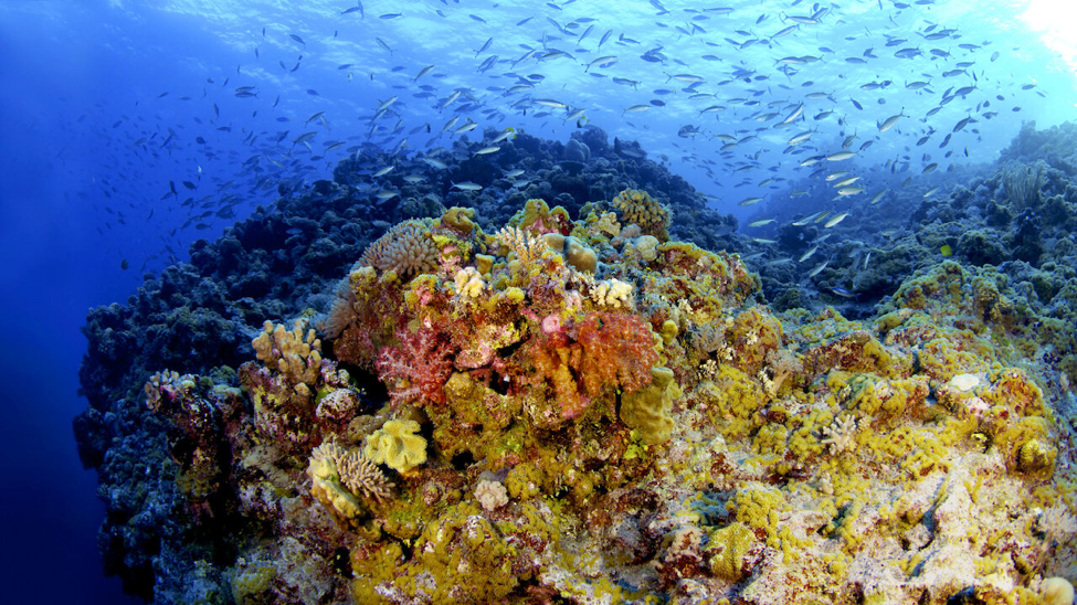Five Documentaries about Ocean Conservation to Stream Now ...