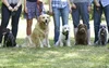Dog Events — Work & Woof