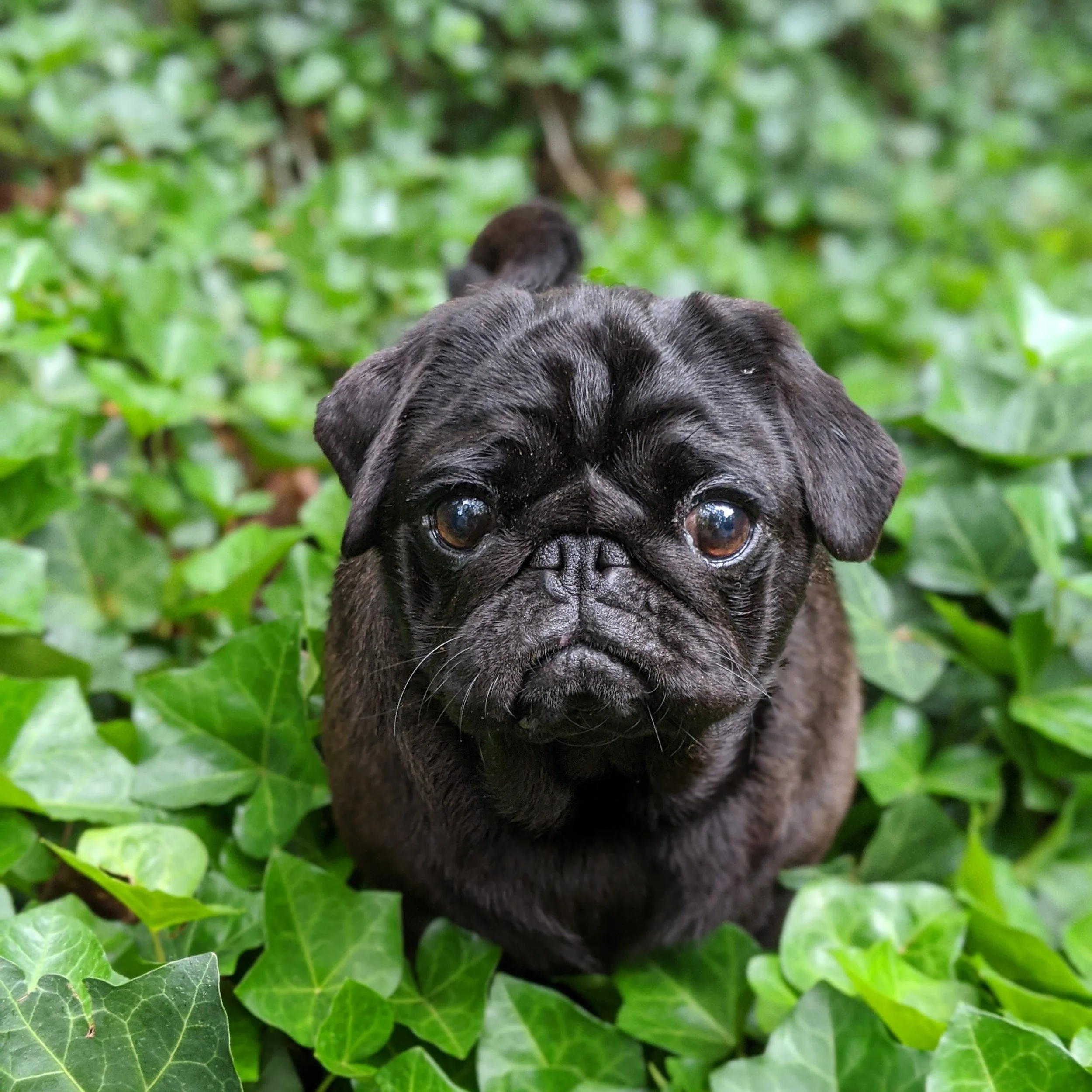 Our Dogs — Puglicious Cuddled Pugs