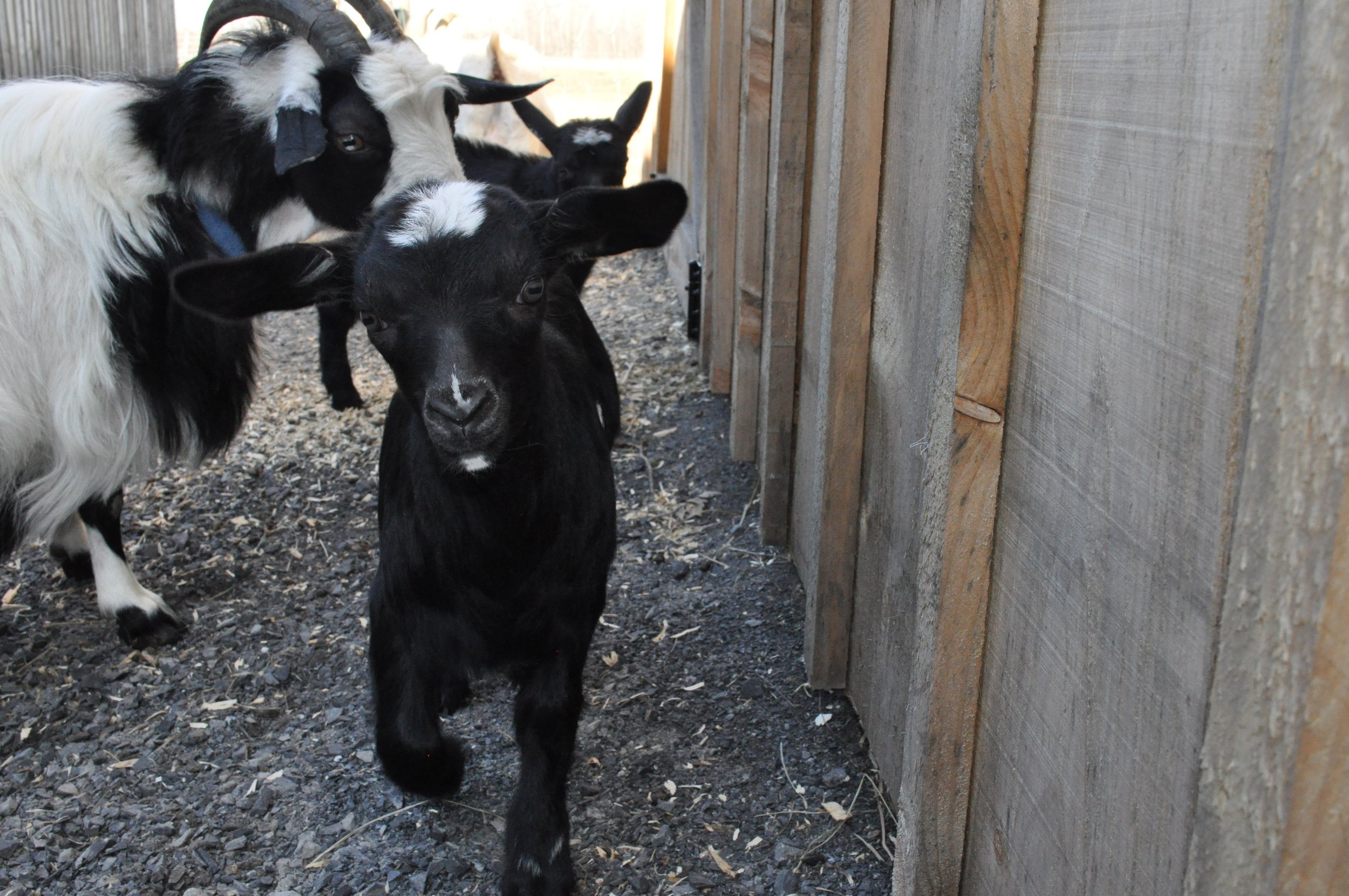 Helmcrest Wooden Legs— Pricing of fainting goats and sales policies ...