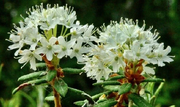 How Does The Labrador Tea Survive In The Tundra