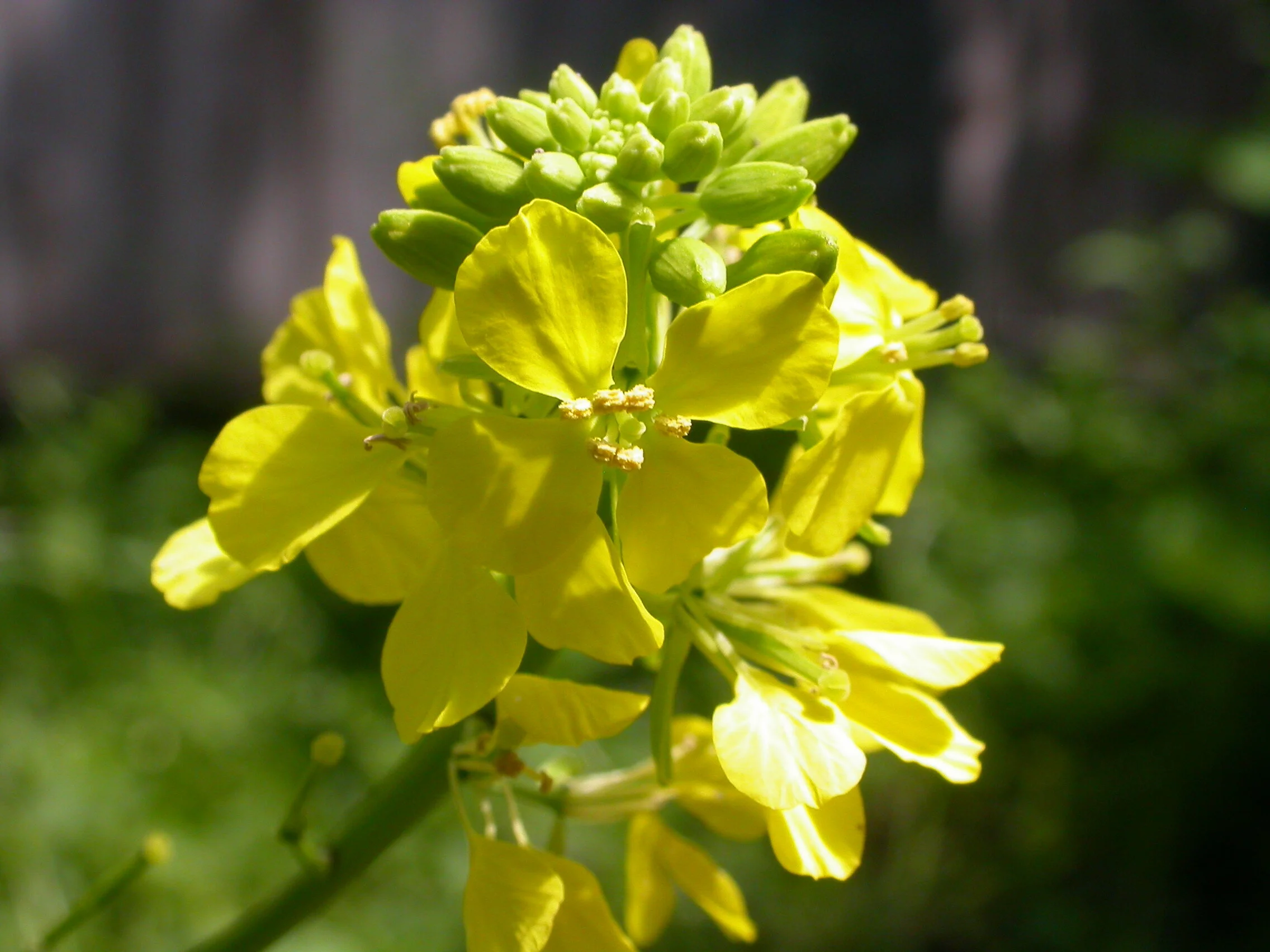 Wild Mustard Plant