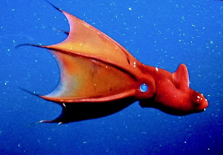Vampire Squid From Hell 3200 Feet Under Sea Level Youtube 11 Best