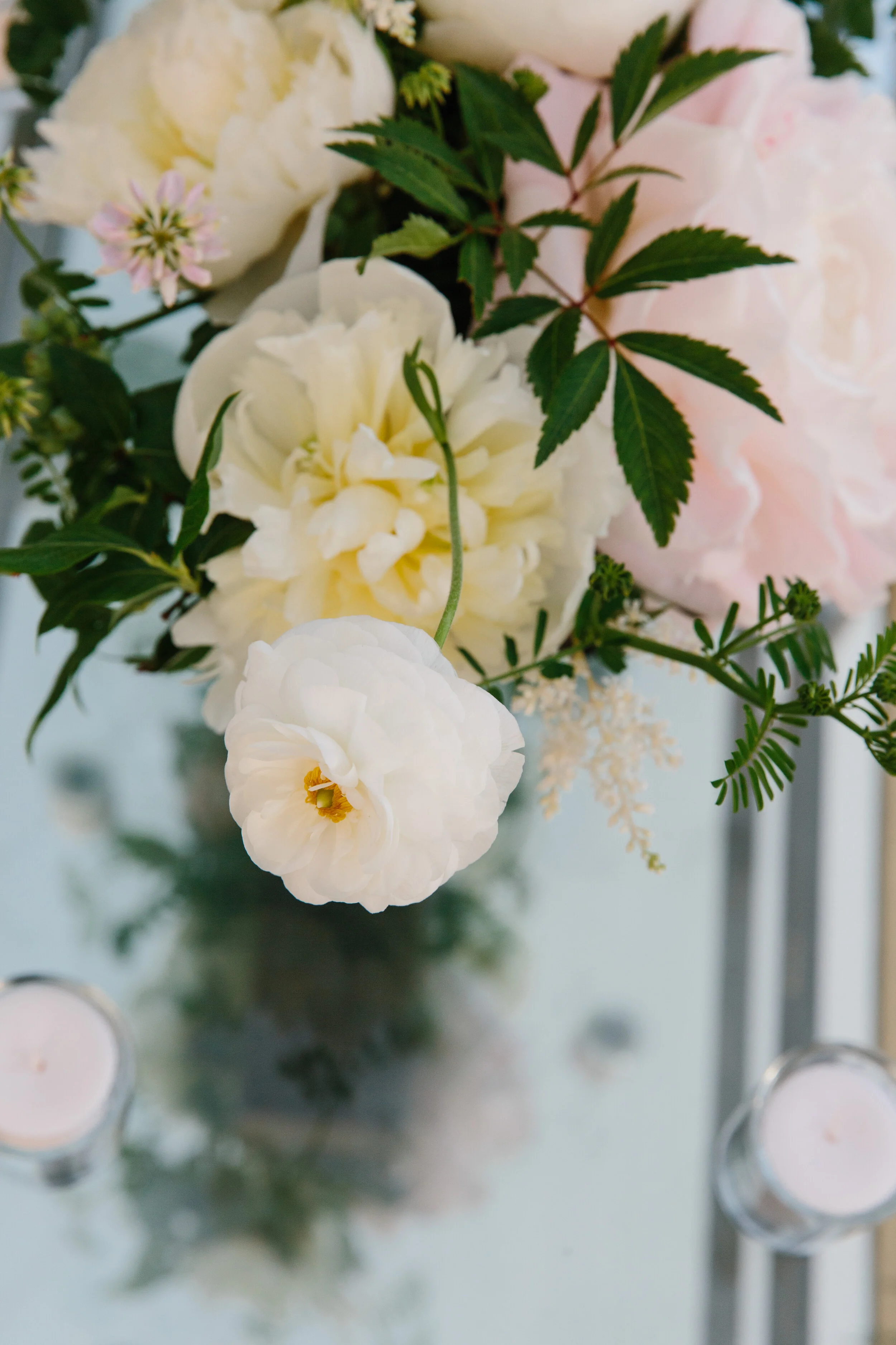 Seaside Splendor — wren