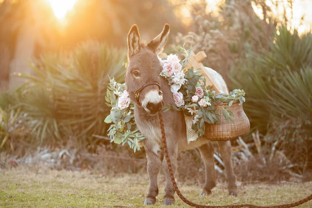 Wedding donkey 60 photos - Astyledwedding.com
