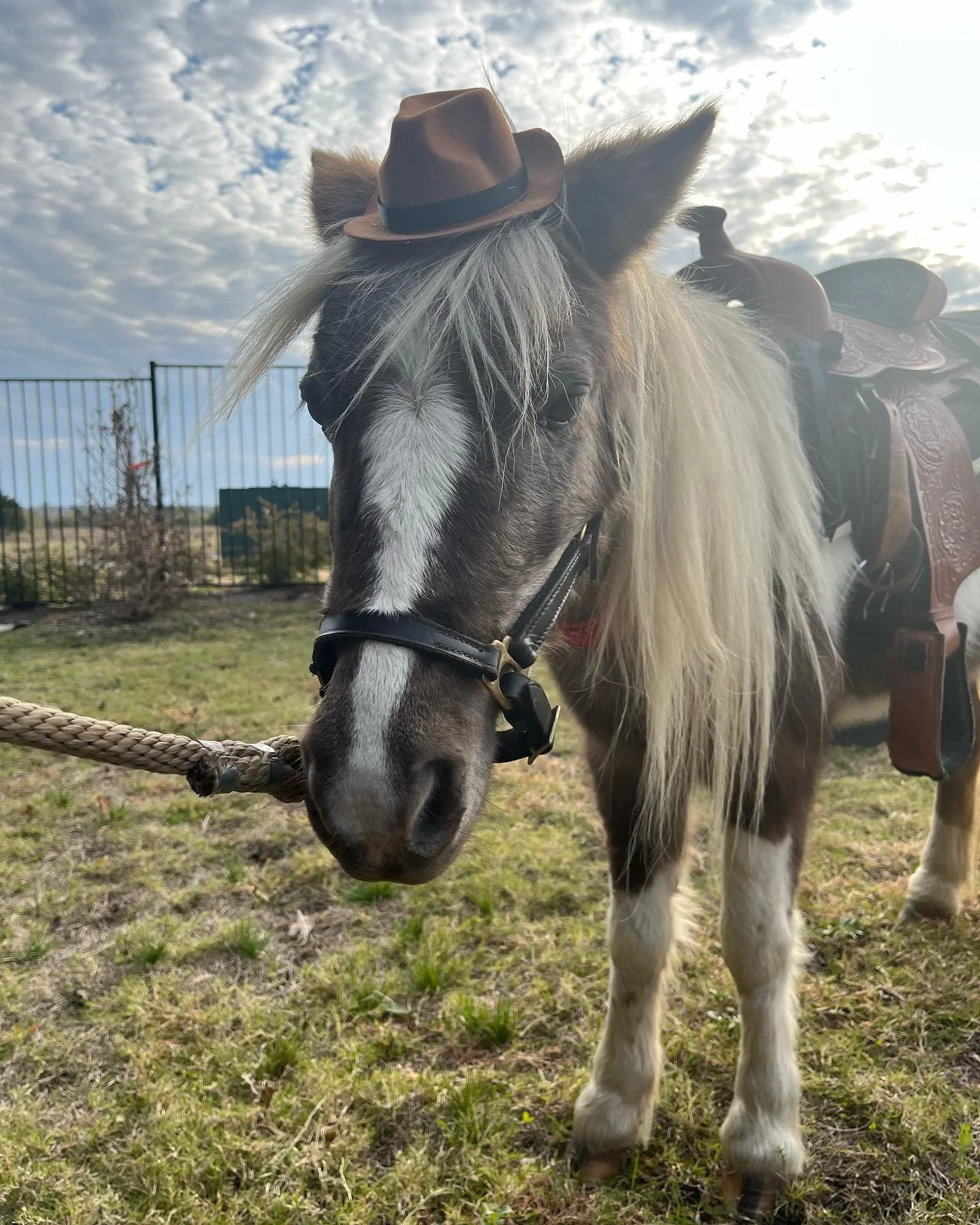 Western — Air Ponies