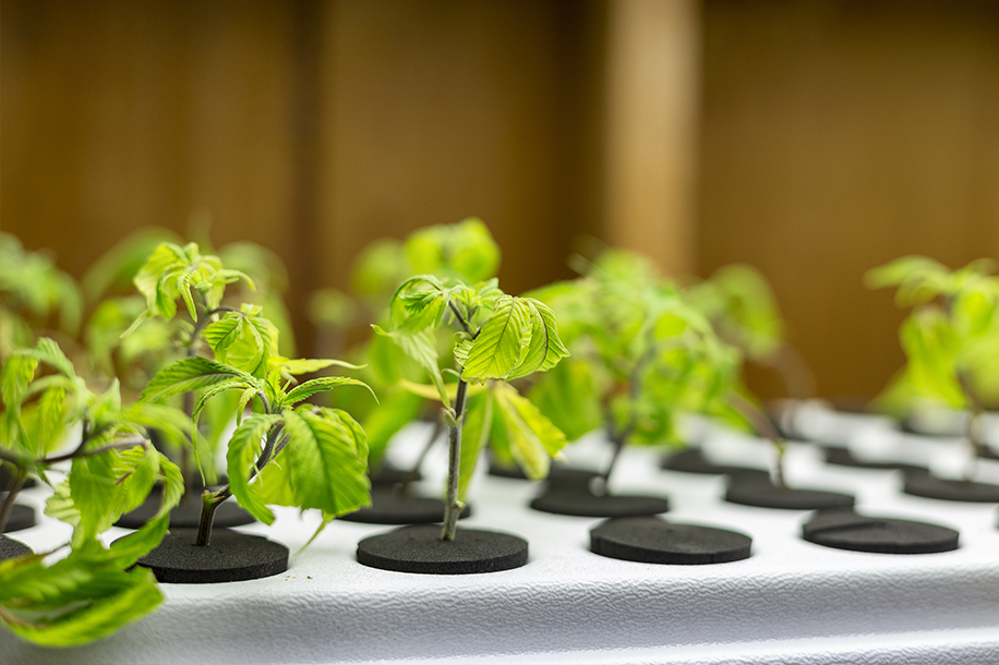 Oregon Hemp Seeds - Industrial Seed Innovations