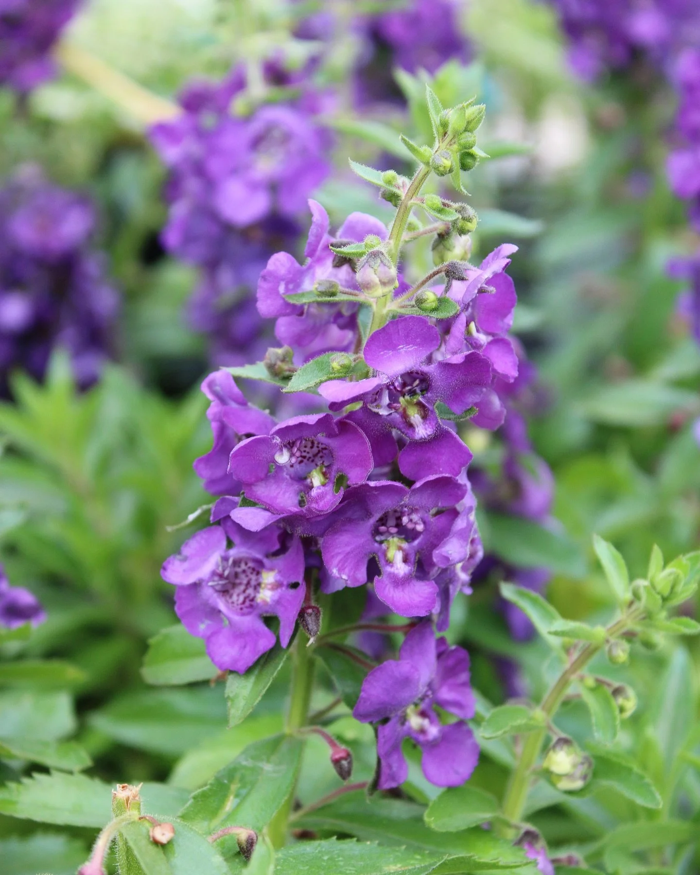 Iowa City Landscaping & Garden Center