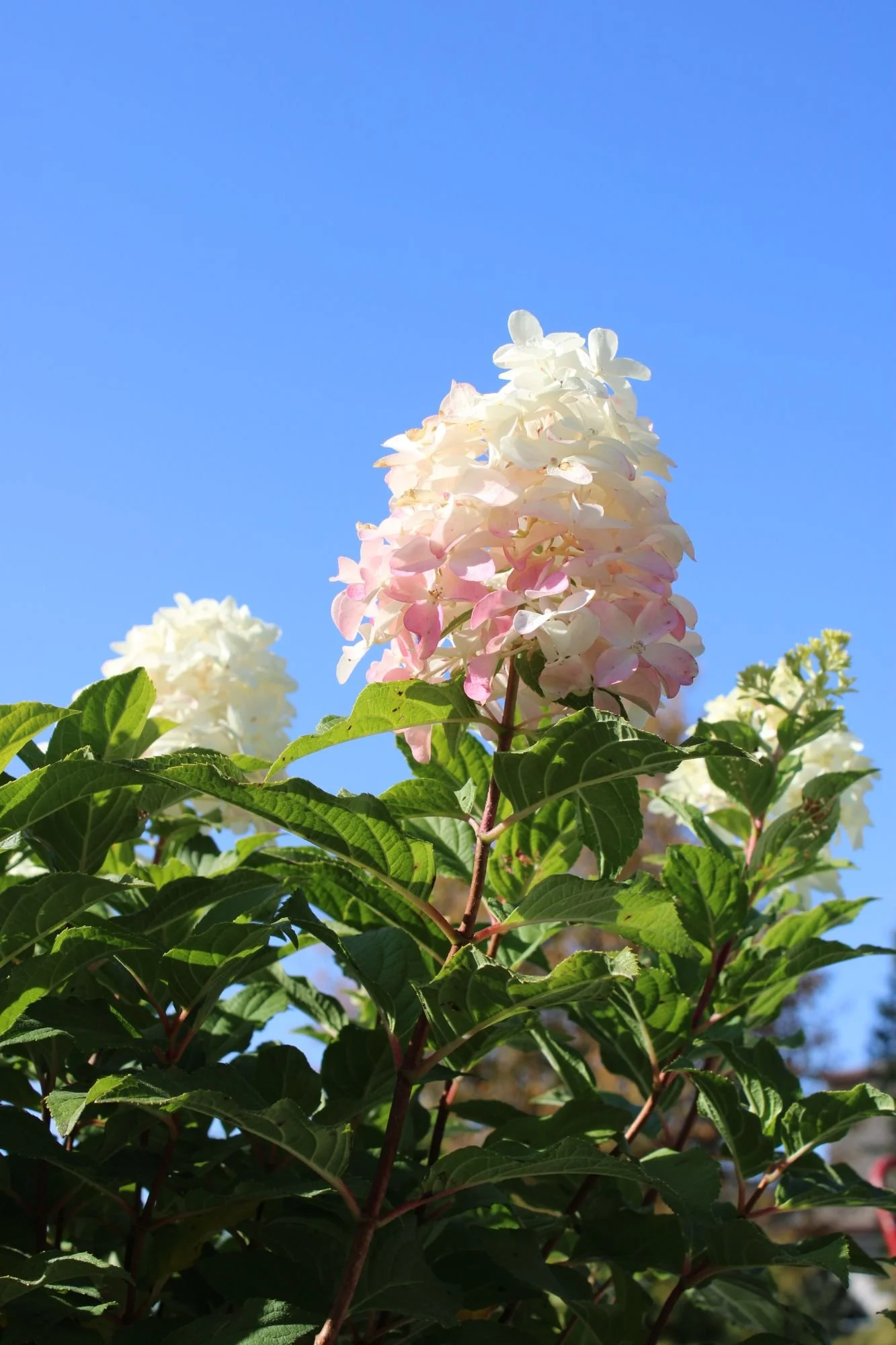 Trees & Shrubs — Iowa City Landscaping & Garden Center