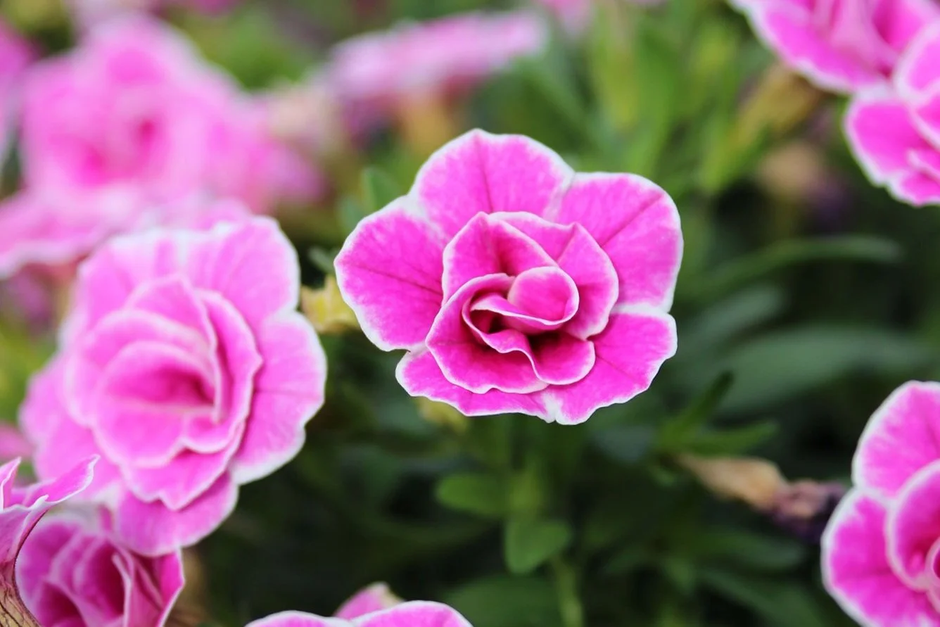 Iowa City Landscaping & Garden Center