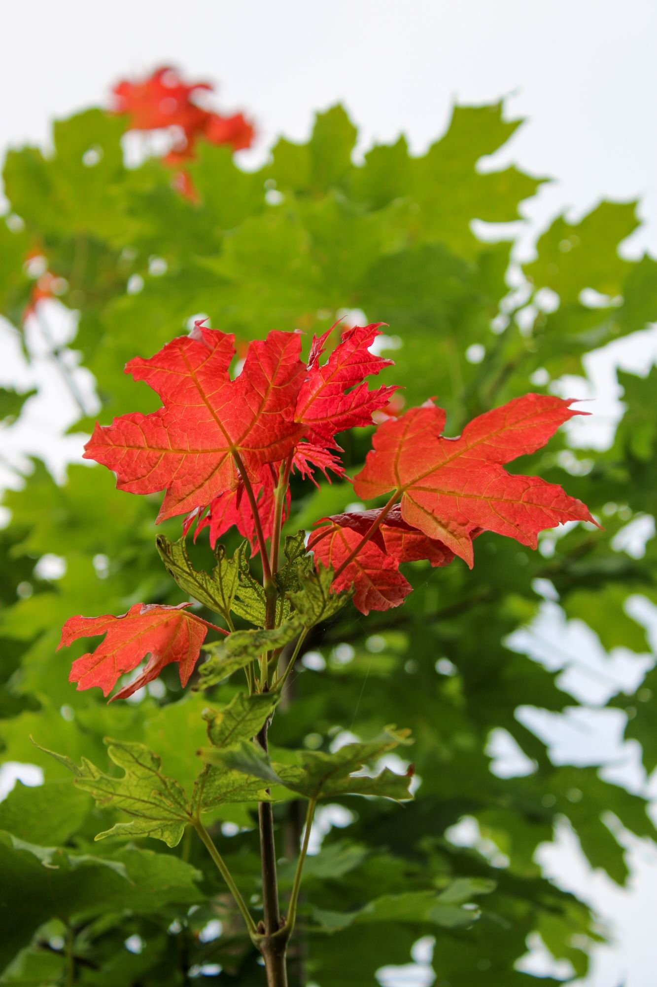 Trees & Shrubs — Iowa City Landscaping & Garden Center