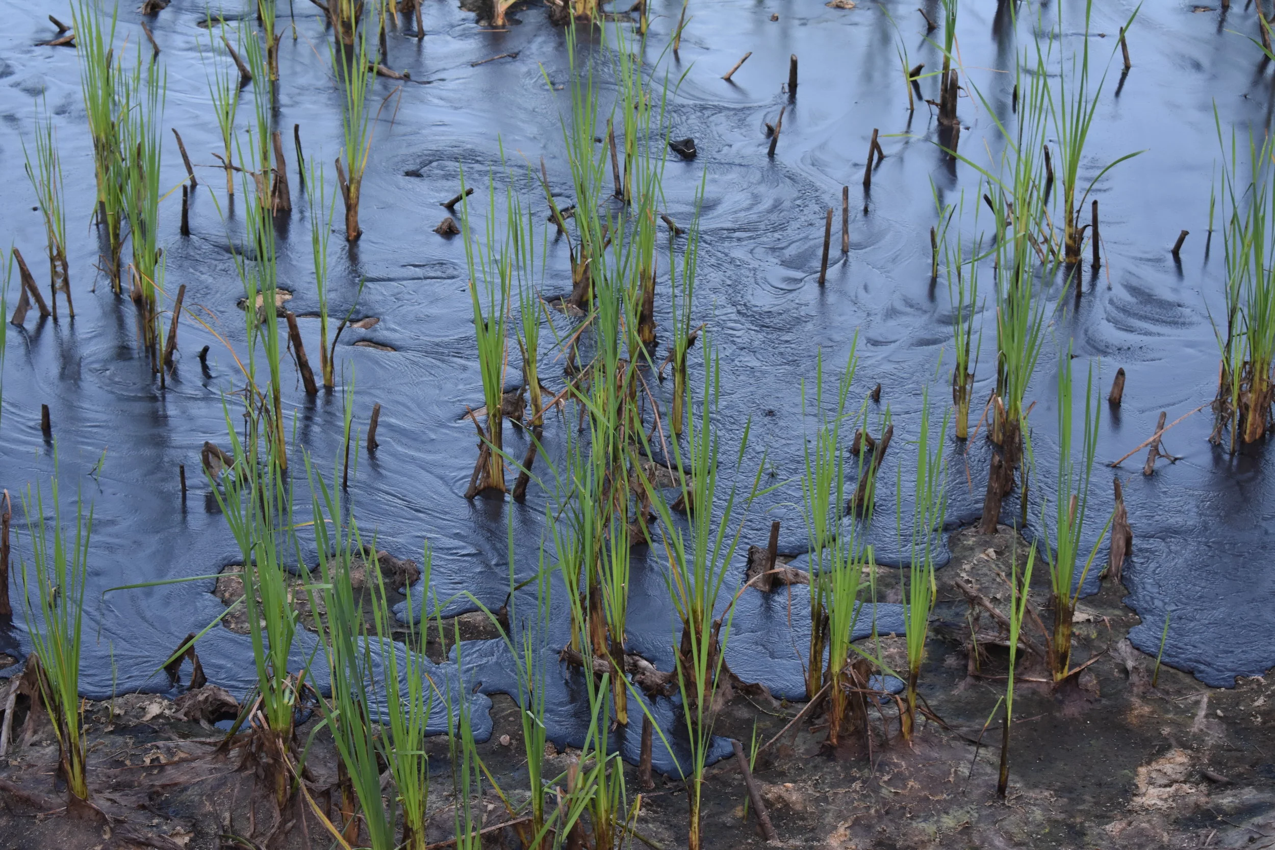 Phinite - A Real Solution for Sludge