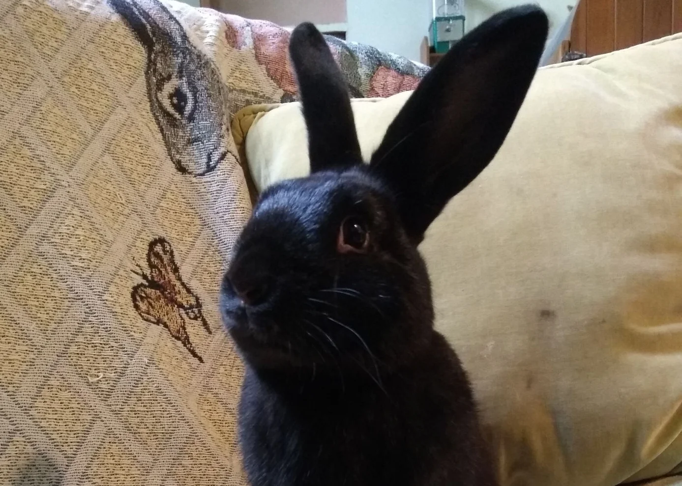 Rabbit Haven