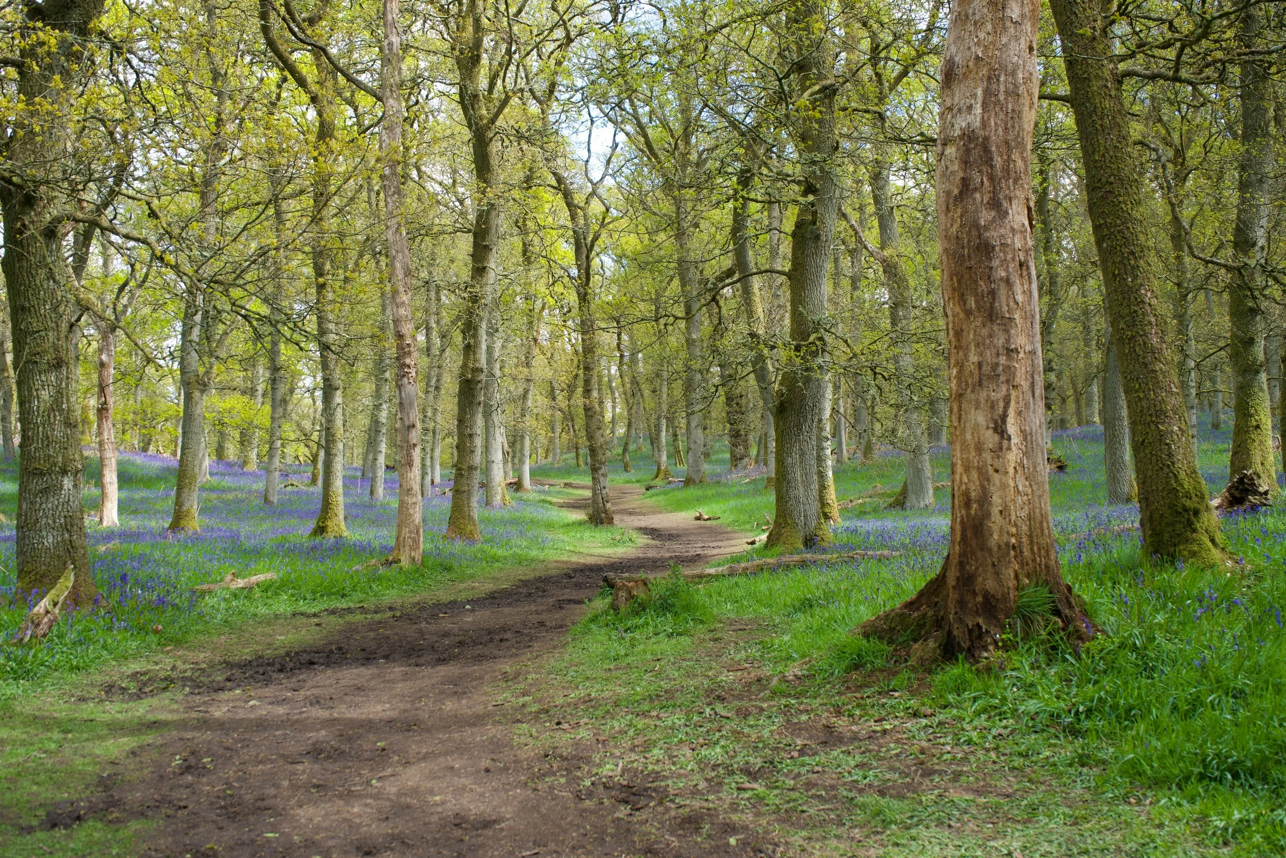 Best places to see the bluebells in Scotland — The Perthshire Magazine