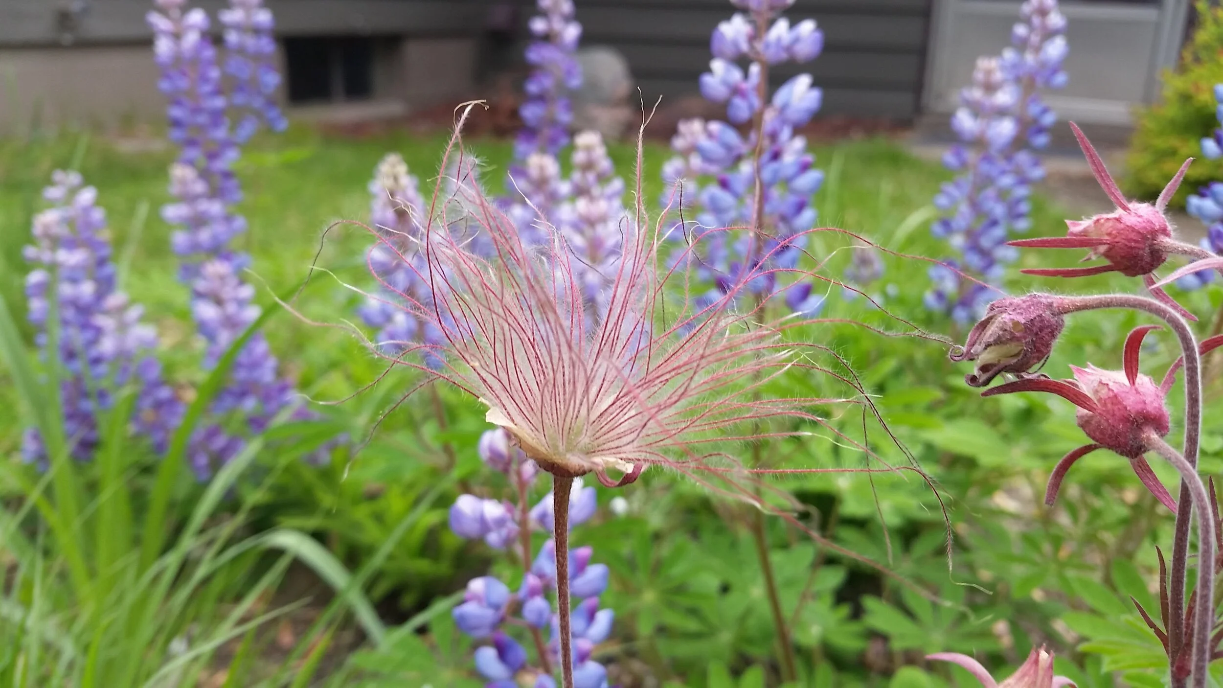 Native Plant Landscaping Bluestem Ecology