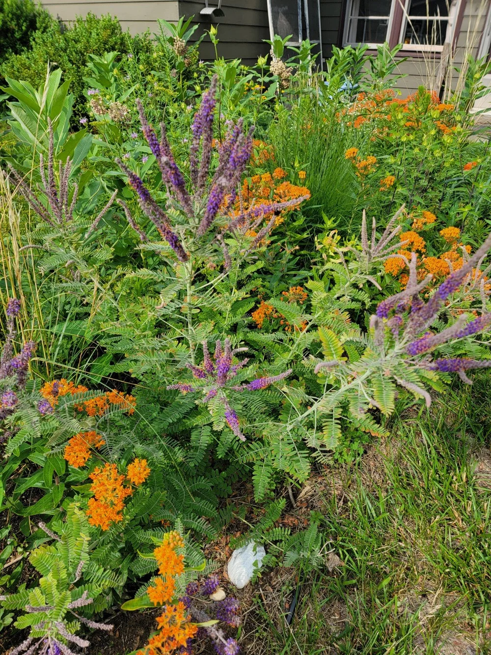 Native Plant Landscaping Bluestem Ecology