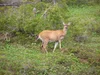 Deer Biology — The Sitka Black-Tailed Deer Coalition