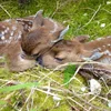 Deer Biology — The Sitka Black-Tailed Deer Coalition
