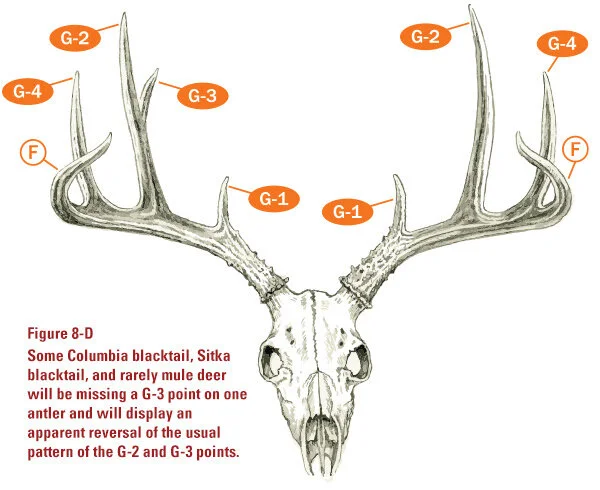 Deer Points Scoring