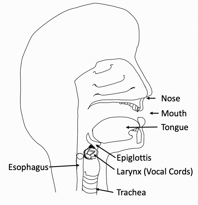 Cartoon Epiglottis