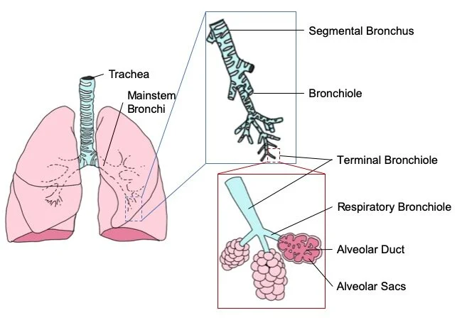 Alveolar Duct Model
