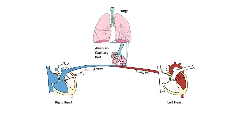 Capillaries In The Lungs