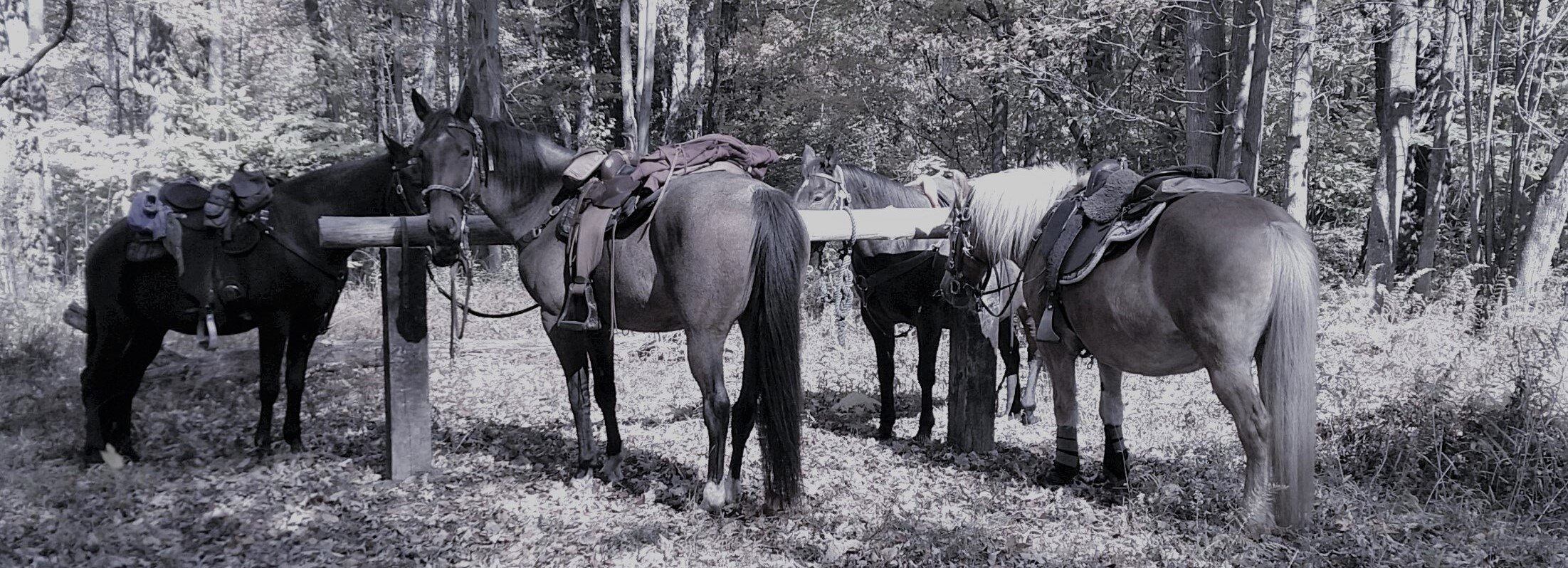 Mt Jewett to Kinzua Bridge (MJ2KB) Trail Club (home)