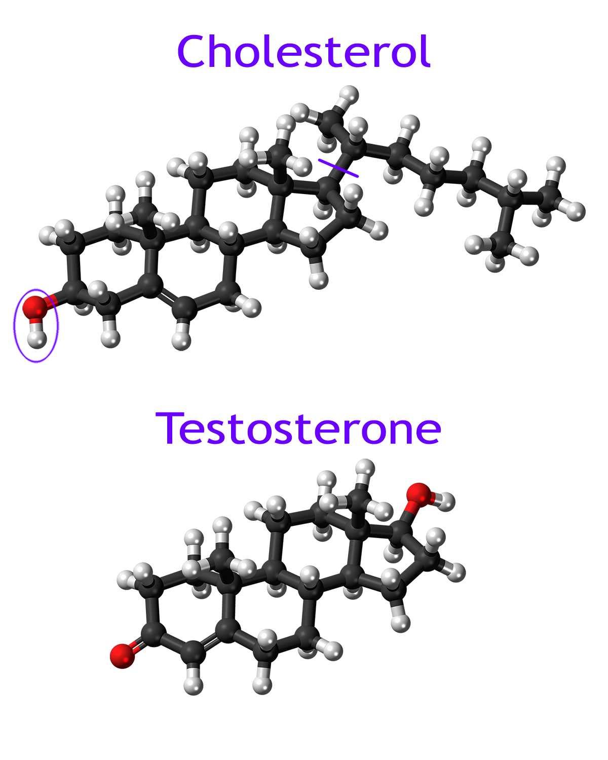 Boost Free Testosterone with Cistanche Supplementation — Wild Free Organic