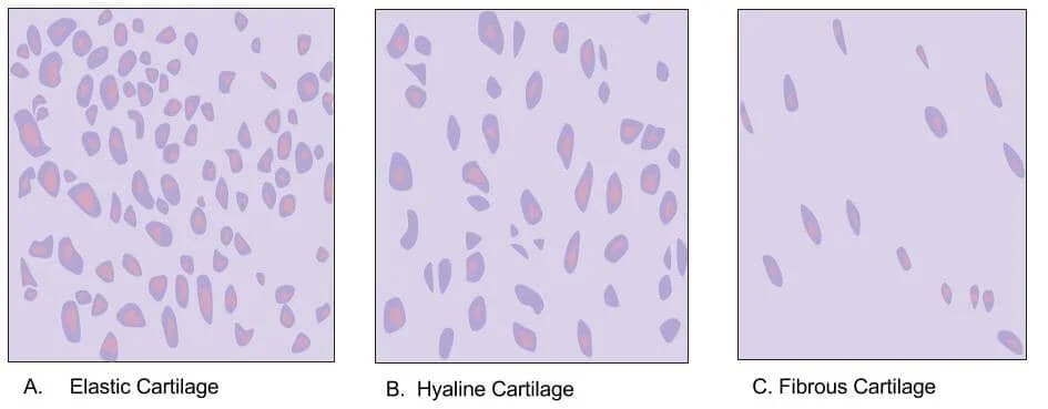 Cartilage can Repair Itself with the Right Techniques, here's How ...