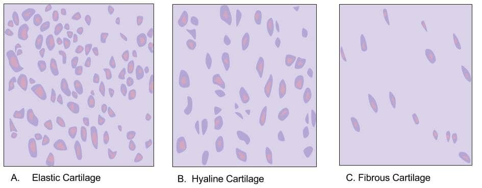 Cartilage can Repair Itself with the Right Techniques, here's How ...