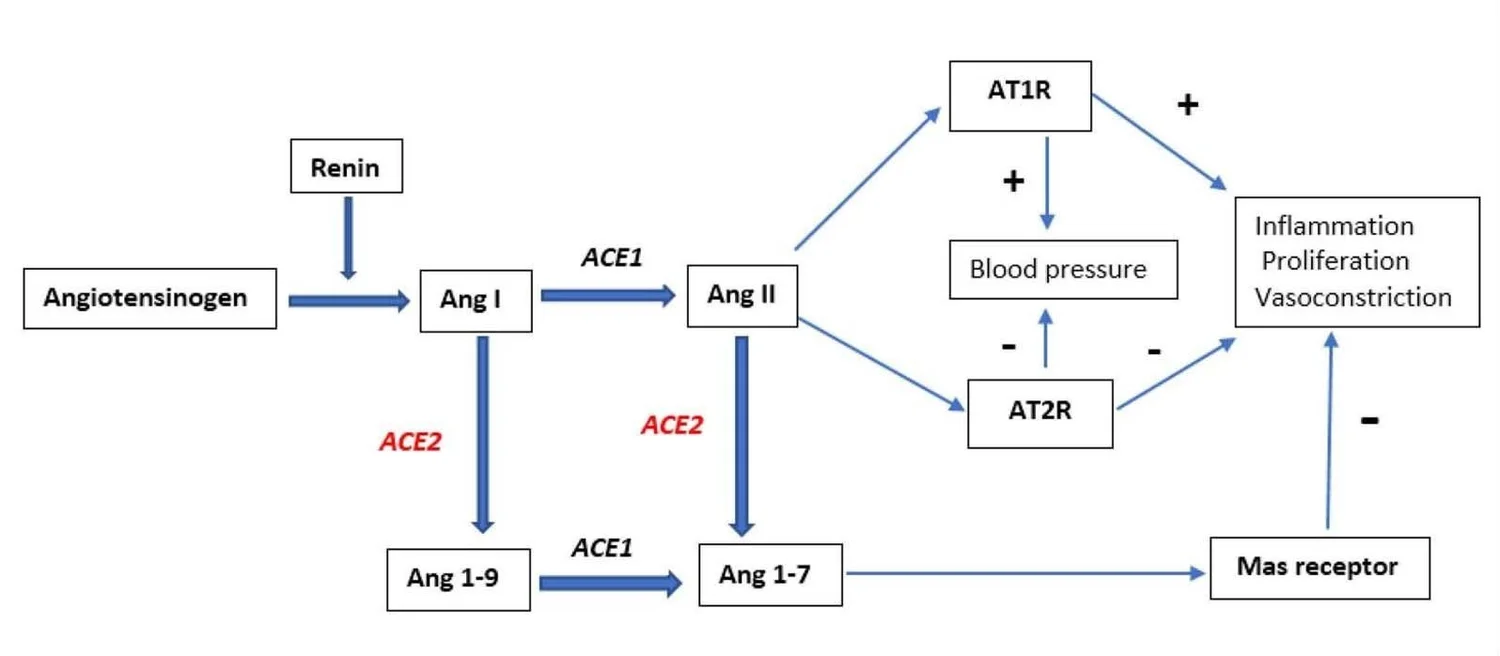 RAAS and ACE2 Receptor Science Simplified — Wild Free Organic