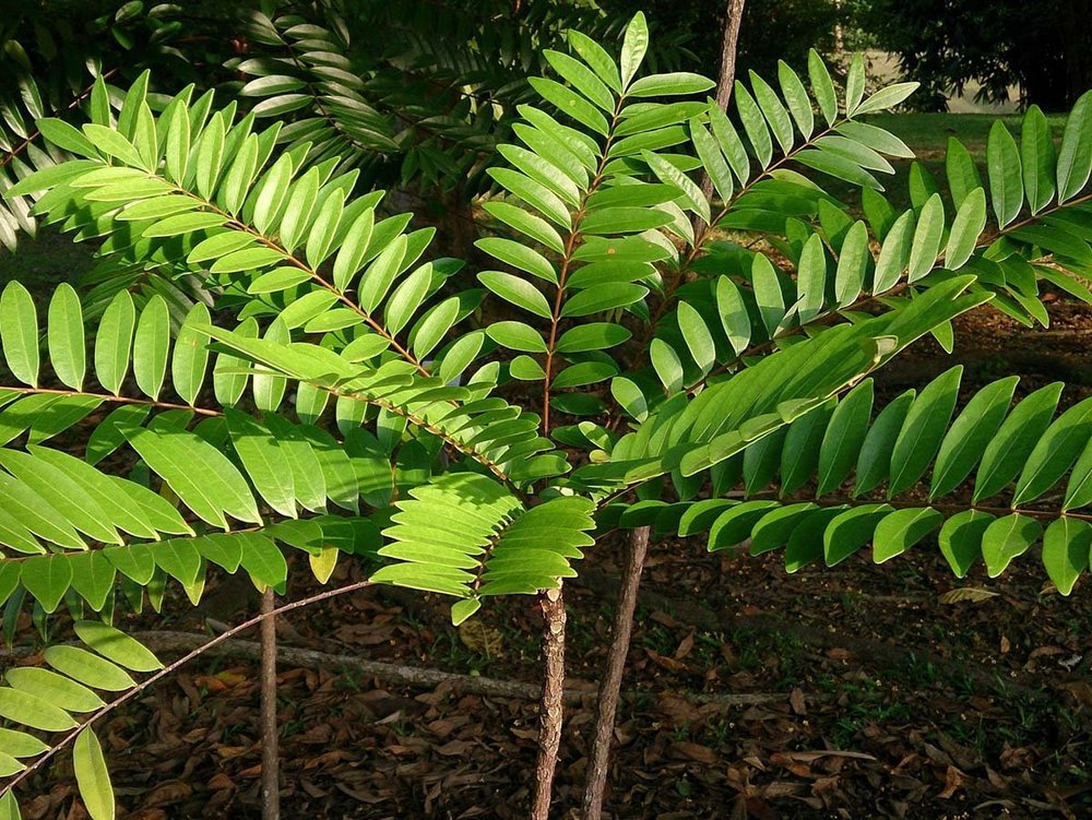 Tongkat Ali - The Complete Herbal Guide — Wild Free Organic