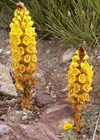 Cistanche Benefits and Uses | Strong Testosterone Booster! — Wild Free ...