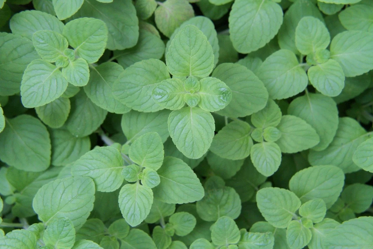 How to Use Peppermint Oil and Tea for IBS - It Works! — Wild Free Organic