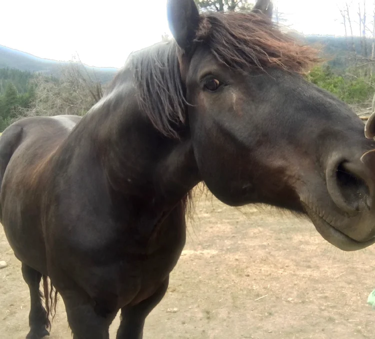 Wild at Heart Horse Rides