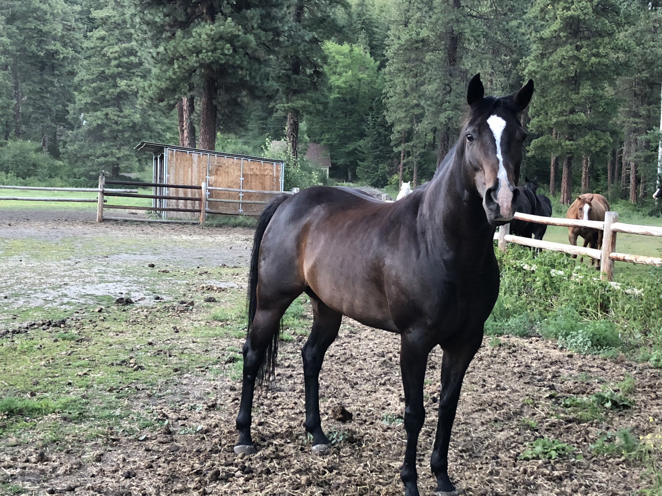 Wild at Heart Horse Rides