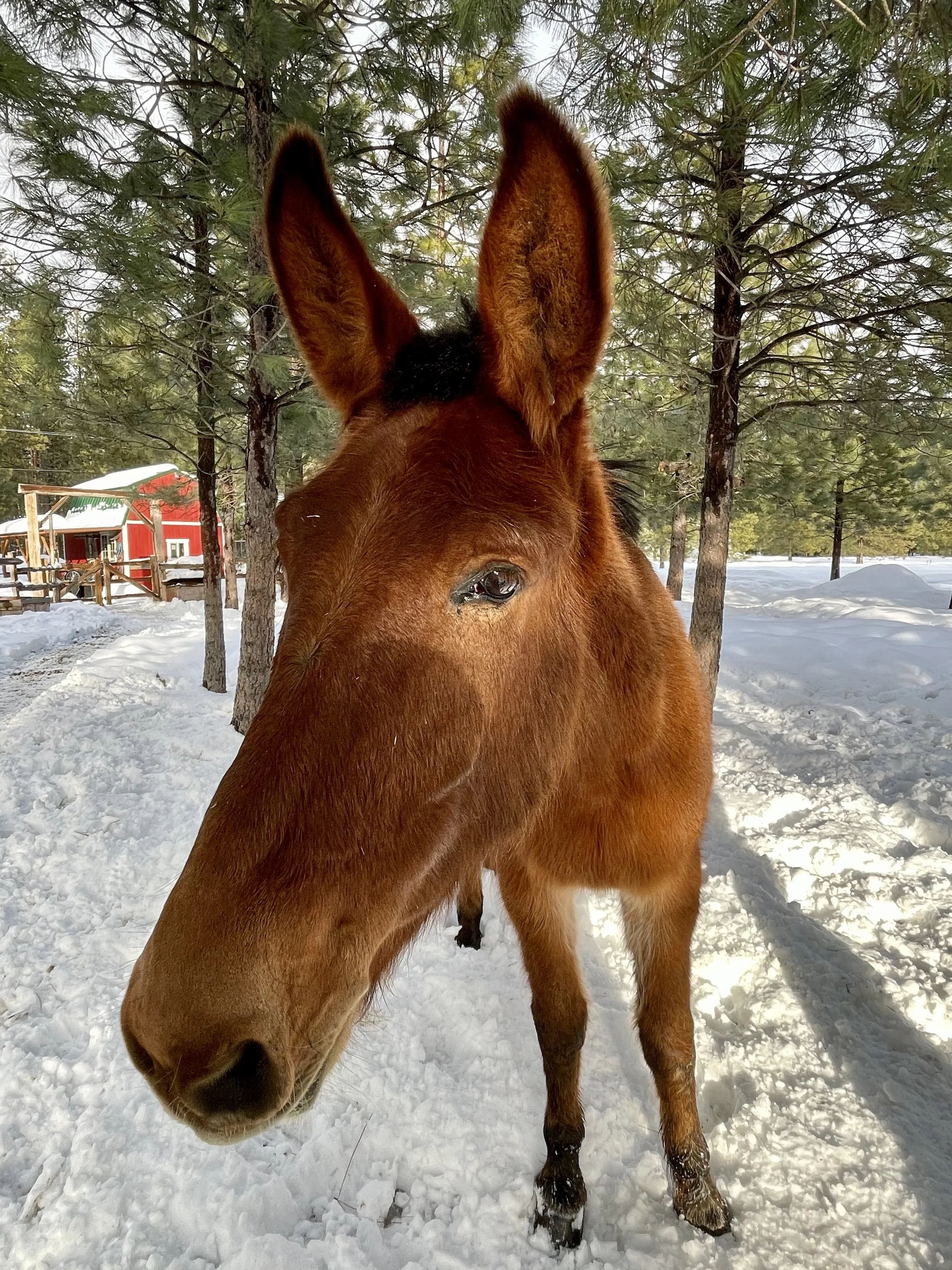Horses — Wild at Heart Horse Rides